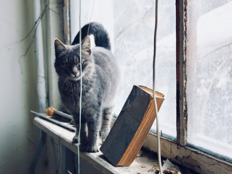 Cat on Windowsill with Old Book Editorial Photo - Image of yellow ...