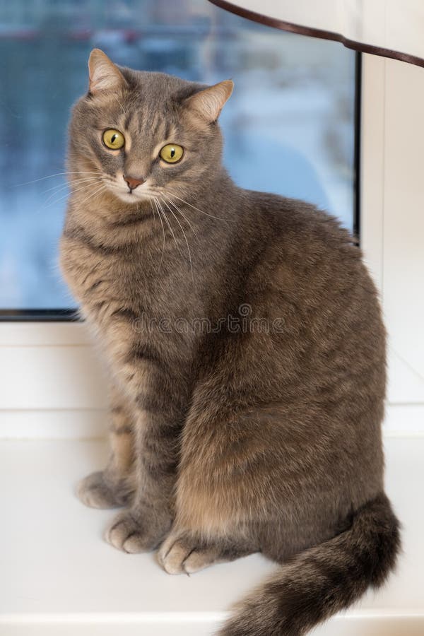 Cat on the windowsill stock photo. Image of indoor, looking - 138597704