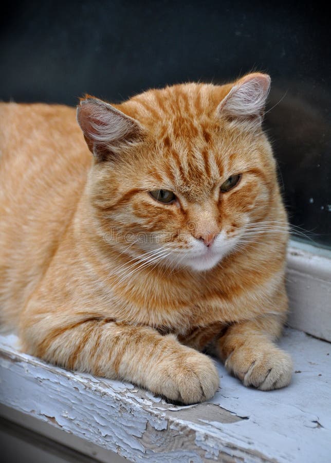 Cat on a windowsill stock photo. Image of darling, breed - 33964330