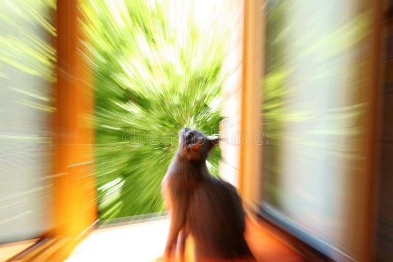 Cat on the Windowsill. Teleport Effect Stock Image - Image of effectn ...