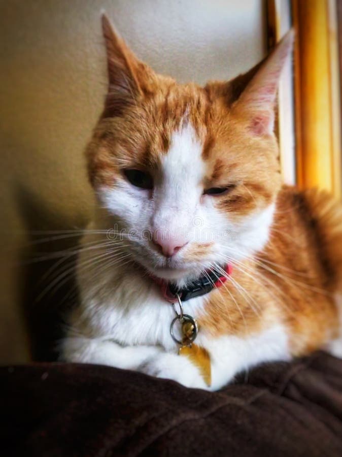 Winking Cat stock photo. Image of furry, beauty, breed - 4316546