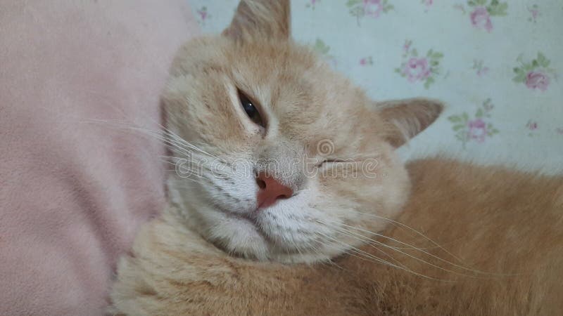 Cat winking stock photo. Image of pose, winking, adorable - 324770638