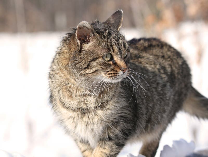 Cat during winter stock image. Image of winter, nature - 23345089