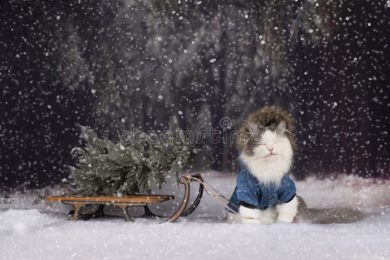 The Cat in the Winter Forest Came for the Christmas Tree Stock Photo ...