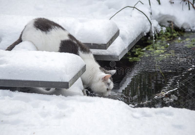 Cat in Winter Garden with Snow Stock Image - Image of green, nature ...