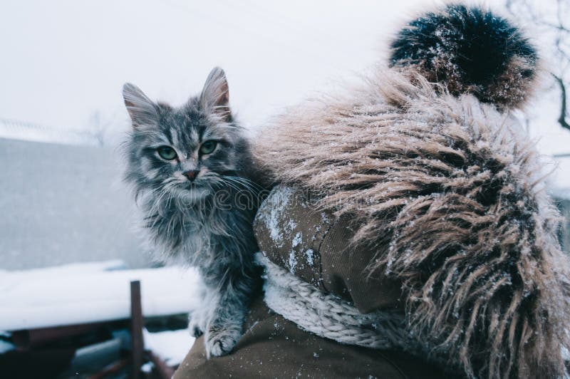 Cat and winter... stock photo. Image of play, dogs, hostesss - 143926610