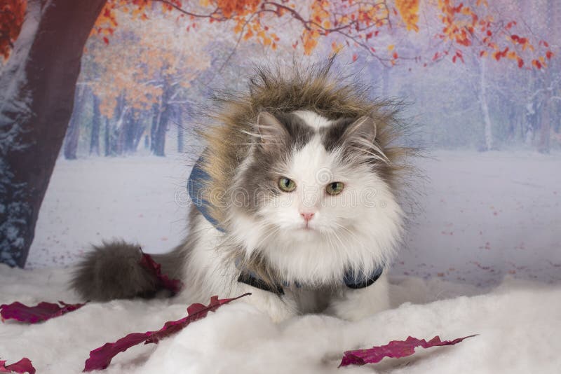 Cat in a Winter Jacket Walks in the Park Stock Image - Image of ...