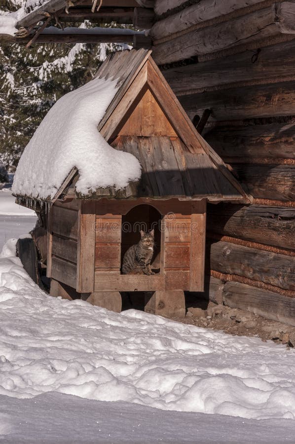 Cat in the winter scenery stock image. Image of home - 83260755