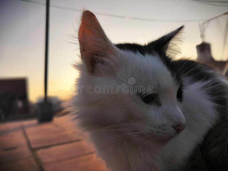 Beautiful Cat with Sun Rays Stock Photo - Image of wire, house: 173173460