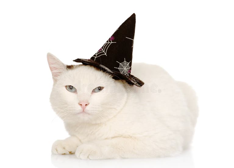 243 Black Cat Witches Hat Stock Photos - Free & Royalty-Free Stock ...