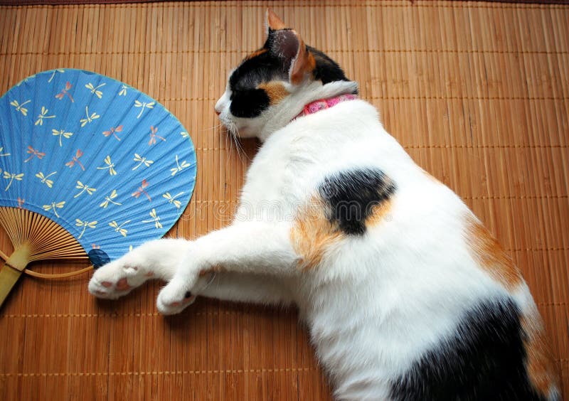 Cat withã€€fan stock image. Image of highangle, summer - 35079215
