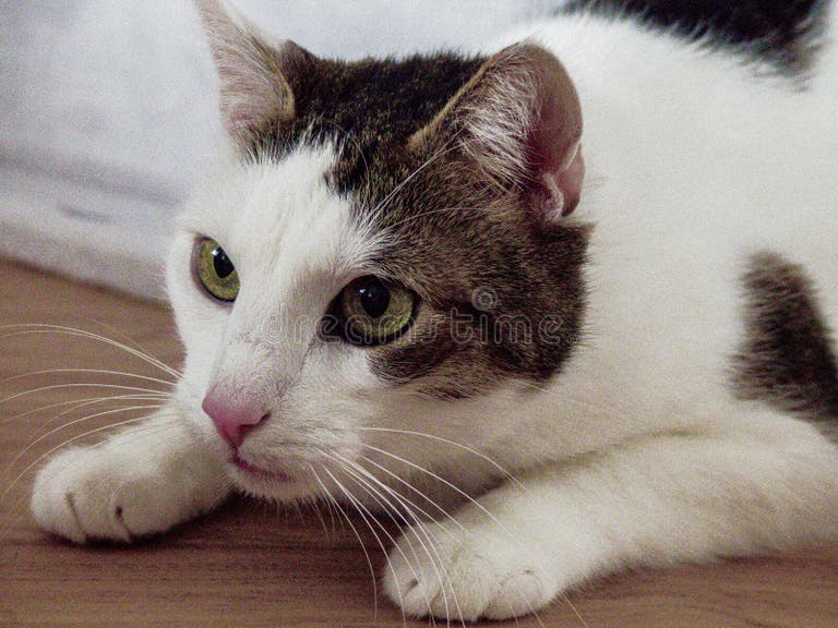 Cat Withe Home Black Homecat Stock Photo - Image of black, withe: 279723536