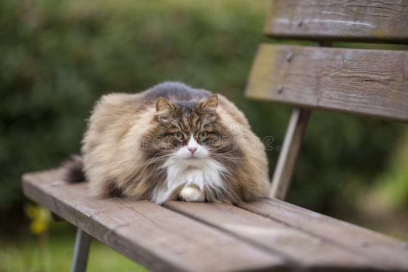 Cat on a Wodden Bench in a Park Stock Image - Image of funny, adorable ...