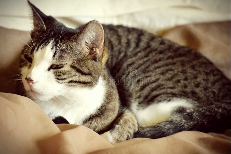 353 Cat Woke Stock Photos - Free & Royalty-Free Stock Photos from ...