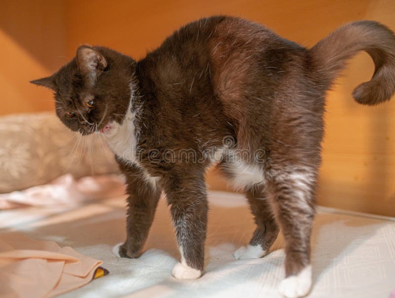 British Cat Woke Up and Just Lying on the Couch Stock Image - Image of ...