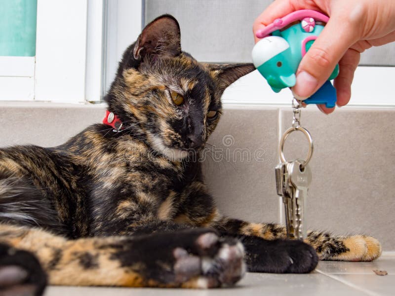 Cat wonder at key chain stock image. Image of wonder - 72927825