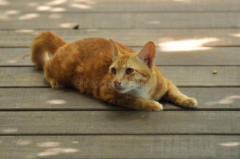 Cat is wondering stock photo. Image of nature, pretty - 91798026