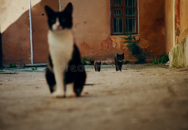 Cat stock photo. Image of animals, ecstatic, background - 66998948