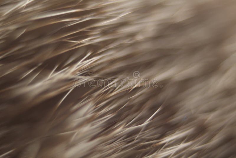Cat Wool Background is Very Large Stock Photo - Image of shooting ...