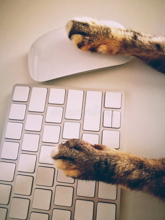 Cat Working with Computer Keyboard and Mouse Stock Photo - Image of ...