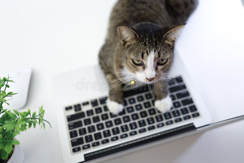 Cat Working at Laptop. Cat Asleep on the Laptop Keyboard. Assintant Cat ...