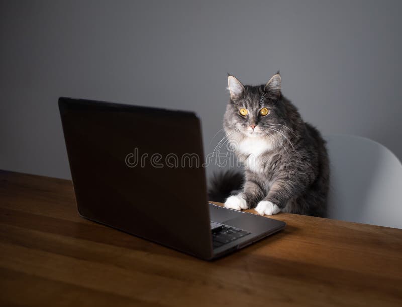 Cat Working on Notebook Computer Screen Stock Image - Image of indoors ...