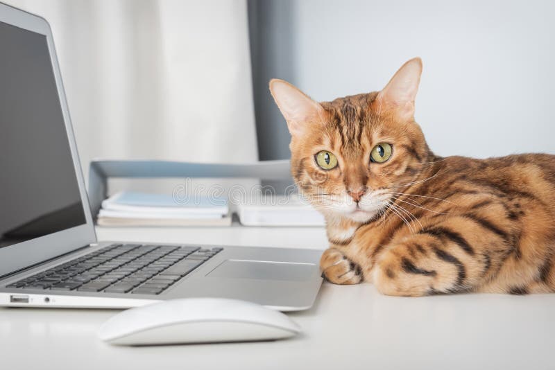 Cat Works on Computer at Home or in Office Stock Image - Image of breed ...