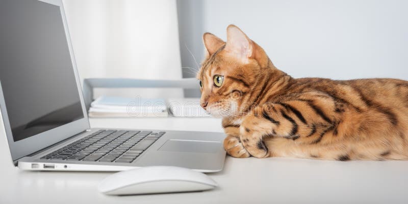 Cat Works on Computer at Home or in Office Stock Photo - Image of ...
