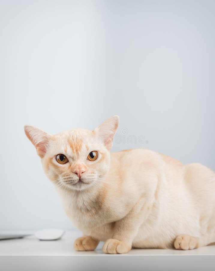 Cat Works on Computer at Home or in Office Stock Image - Image of ...