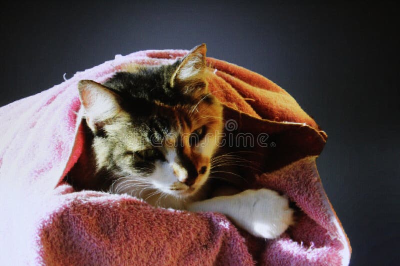 A Cat Wrapped in a Small Blanket, Waking Up on a Sunny Morning Whith a ...