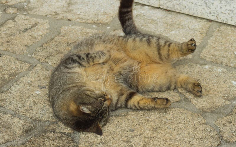 Writhing on the ground stock image. Image of writhing - 176467373