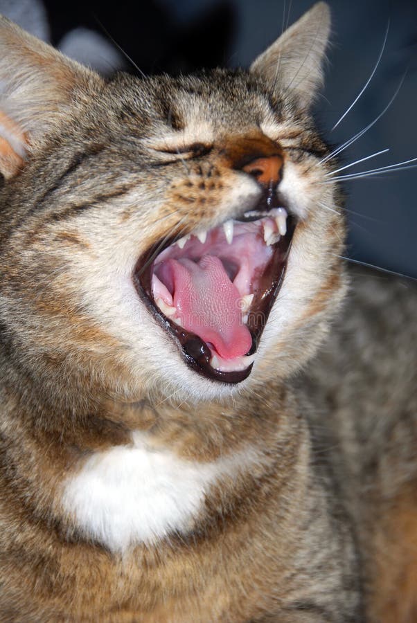 Cat yawn stock photo. Image of relaxed, open, domestic - 20715330