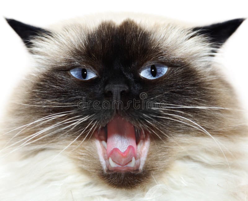 Black Cat Yawn stock photo. Image of black, tongue, feline - 104932