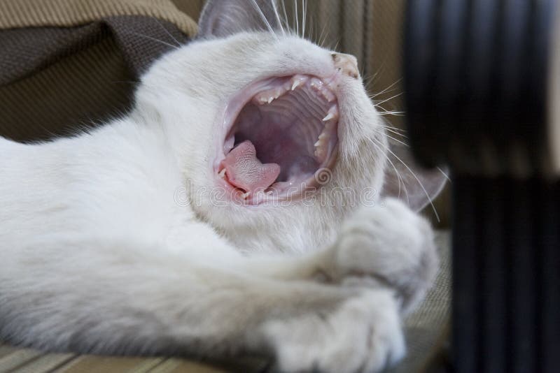Yawning Cat stock image. Image of palate, teeth, yawn - 35282009