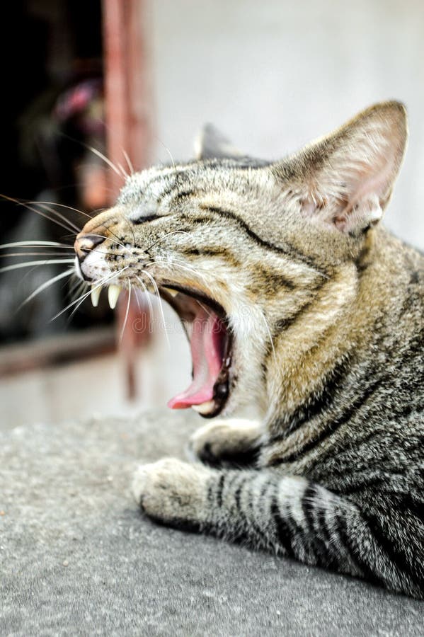 Cat yawn stock image. Image of cute, yawn, animal, mammal - 47945389