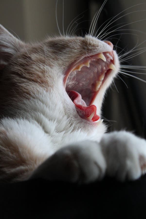 Cat Yawn stock photo. Image of housecat, yawning, meow - 130648402