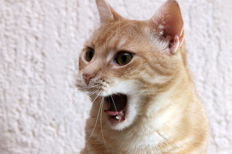 Cat yawn stock photo. Image of white, cute, animal, stares - 113259710
