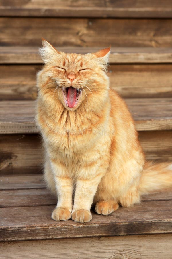 Cat yawning stock image. Image of yawn, feline, wide - 19233467