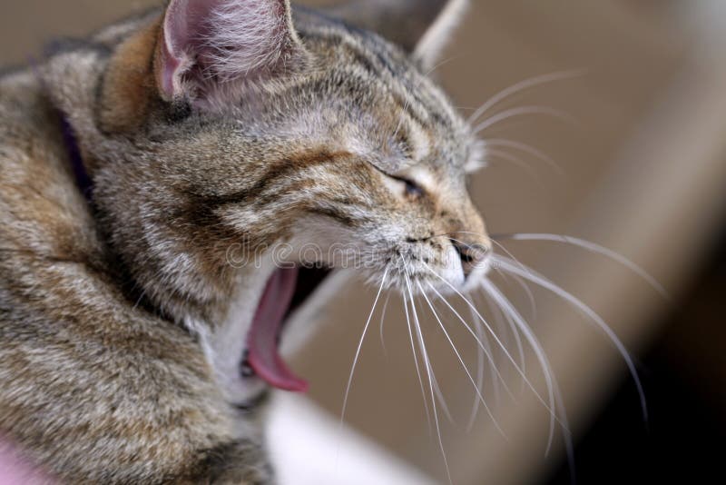Cat Yawning stock photo. Image of yawn, sleep, furry, kitten - 429460