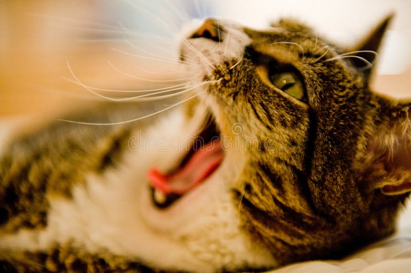 Cat yawning stock image. Image of meow, napping, yawn - 6056033