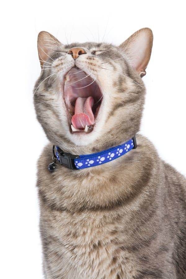 Cat yawning stock photo. Image of scream, tabby, animal - 8117396
