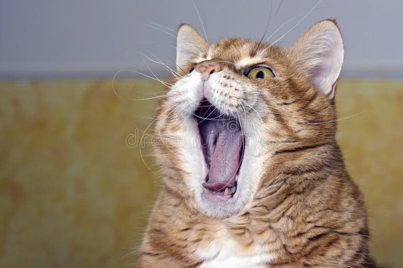 Cat yawning. stock image. Image of kitten, funny, lovable - 36280485