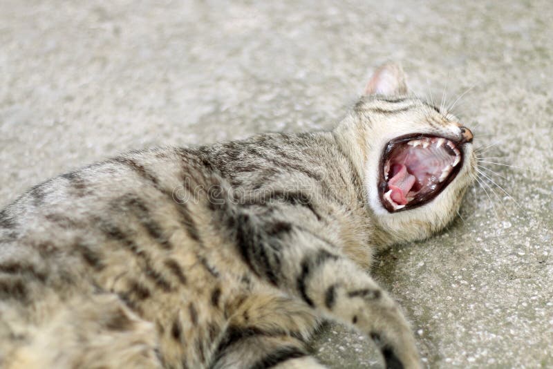 Cat yawning stock image. Image of feline, yawn, kitten - 54655207