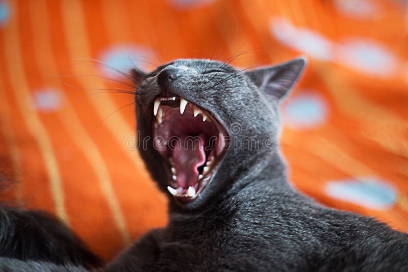 Cat Yawning With Mouth Wide Open And Shows Fangs Stock Image - Image of ...