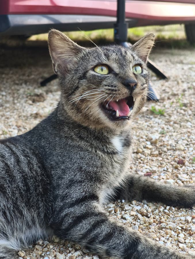 The Cat is Yawning, Showing Its Tiny Teeth and Looking Relaxed. Stock ...