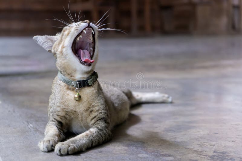 Cat yawning for sleepy stock image. Image of looking - 150986175