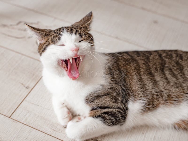 Cat Yawns Close-up. Multi-colored Cat is Posing in a Home. Stock Image ...