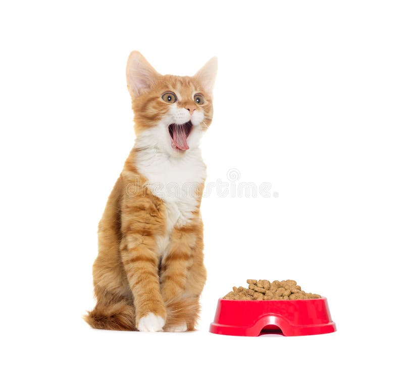 Cat yelling stock image. Image of tongue, food, teeth - 78474715