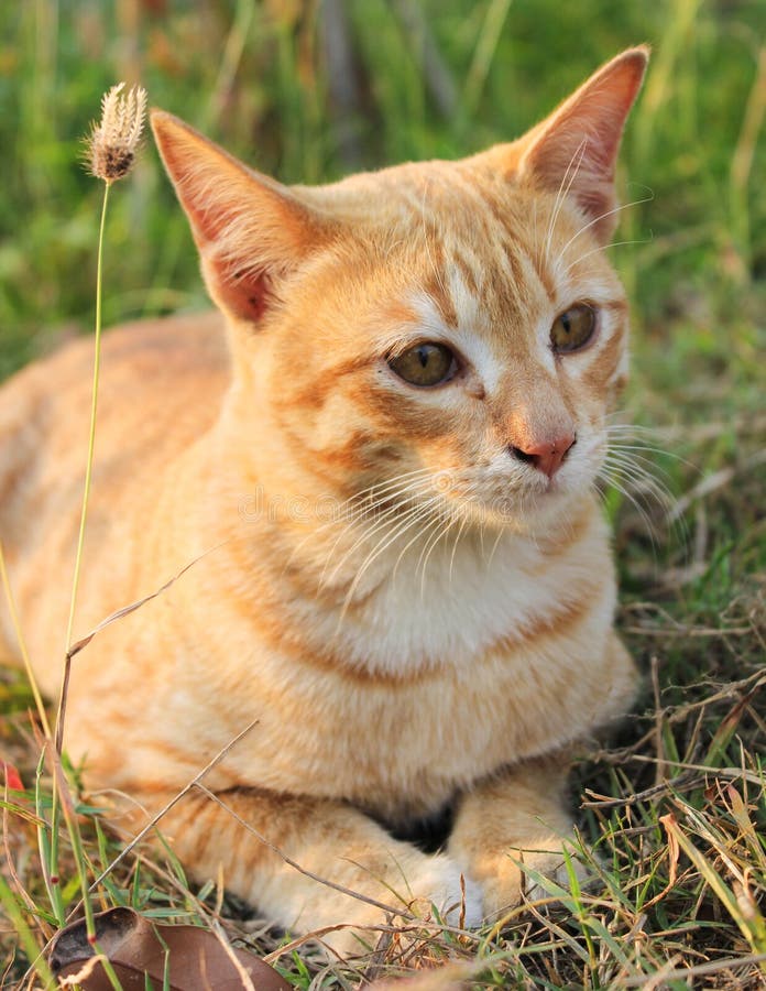 862 Cat Crouch Stock Photos - Free & Royalty-Free Stock Photos from ...