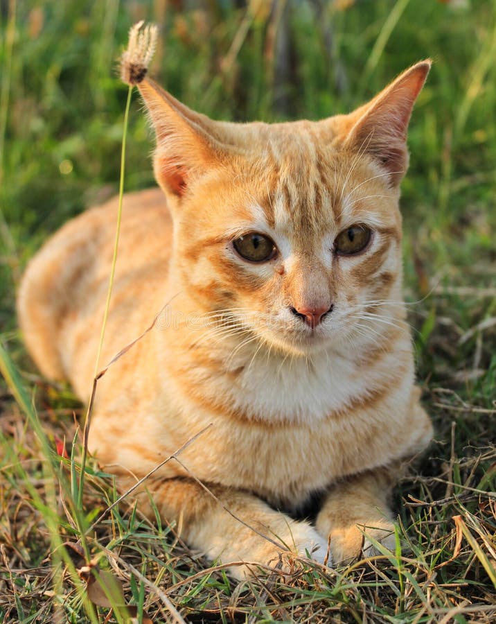 862 Cat Crouch Stock Photos - Free & Royalty-Free Stock Photos from ...